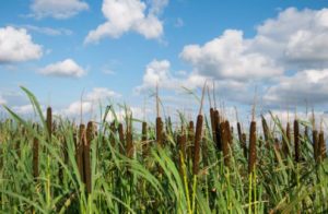 How Does A Reed Bed Work? A solution for poor drainage soil.